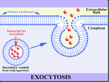 Our Virology Hub: III. Virus Assembly and Release